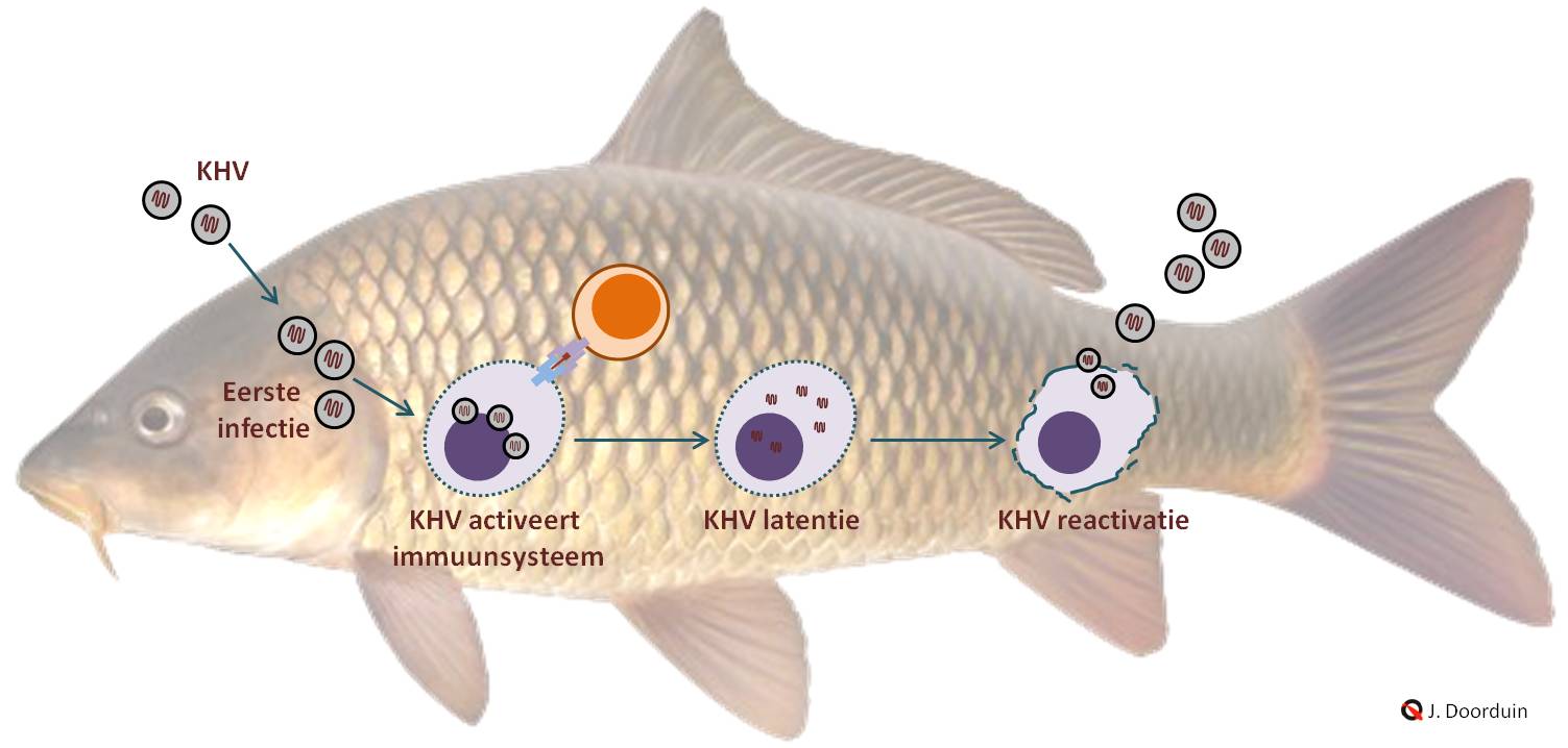 Het Koi Herpes Virus (KHV); wat is dat nou precies? - KoiQuestion