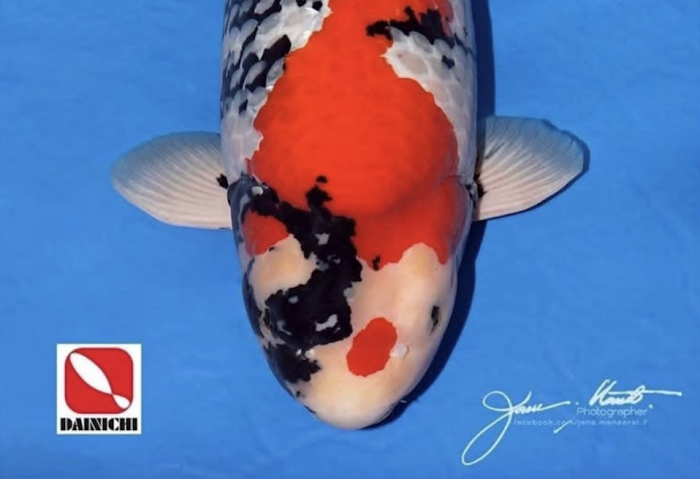 Grand Champion All Japan Koi Show 2025. Bigbang Showa