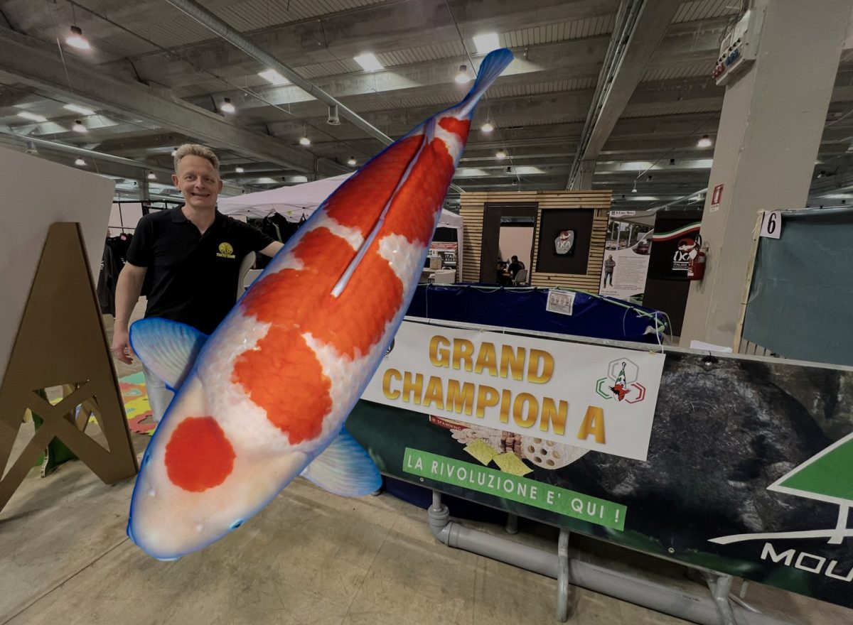 Geert Schrijvers wins Grand Champion A Italian Koi Show 2026 - KoiQuestion